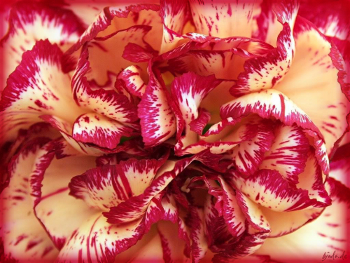 Striped Carnations To Frowny Faces