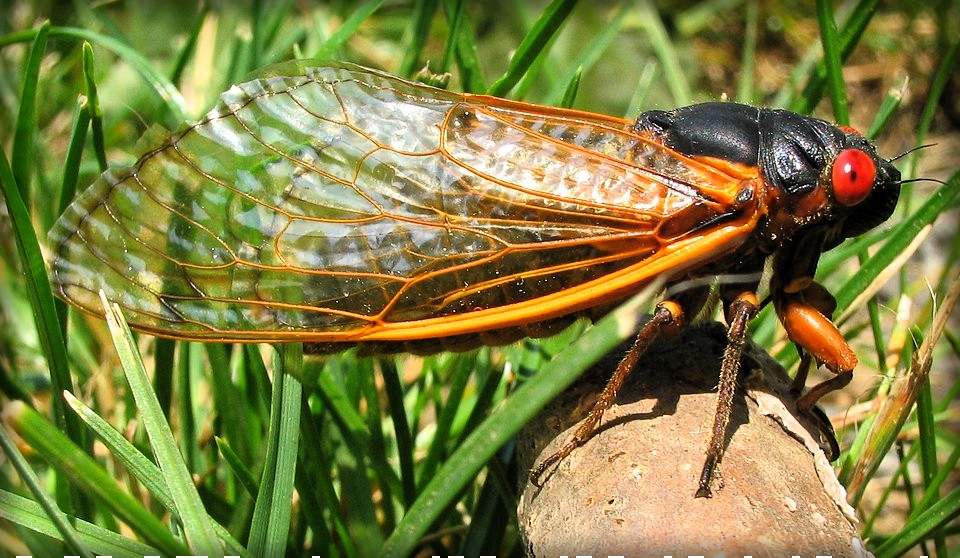 Cicada Mysteries Intrigued Victorian Observers - Racing Nellie Bly