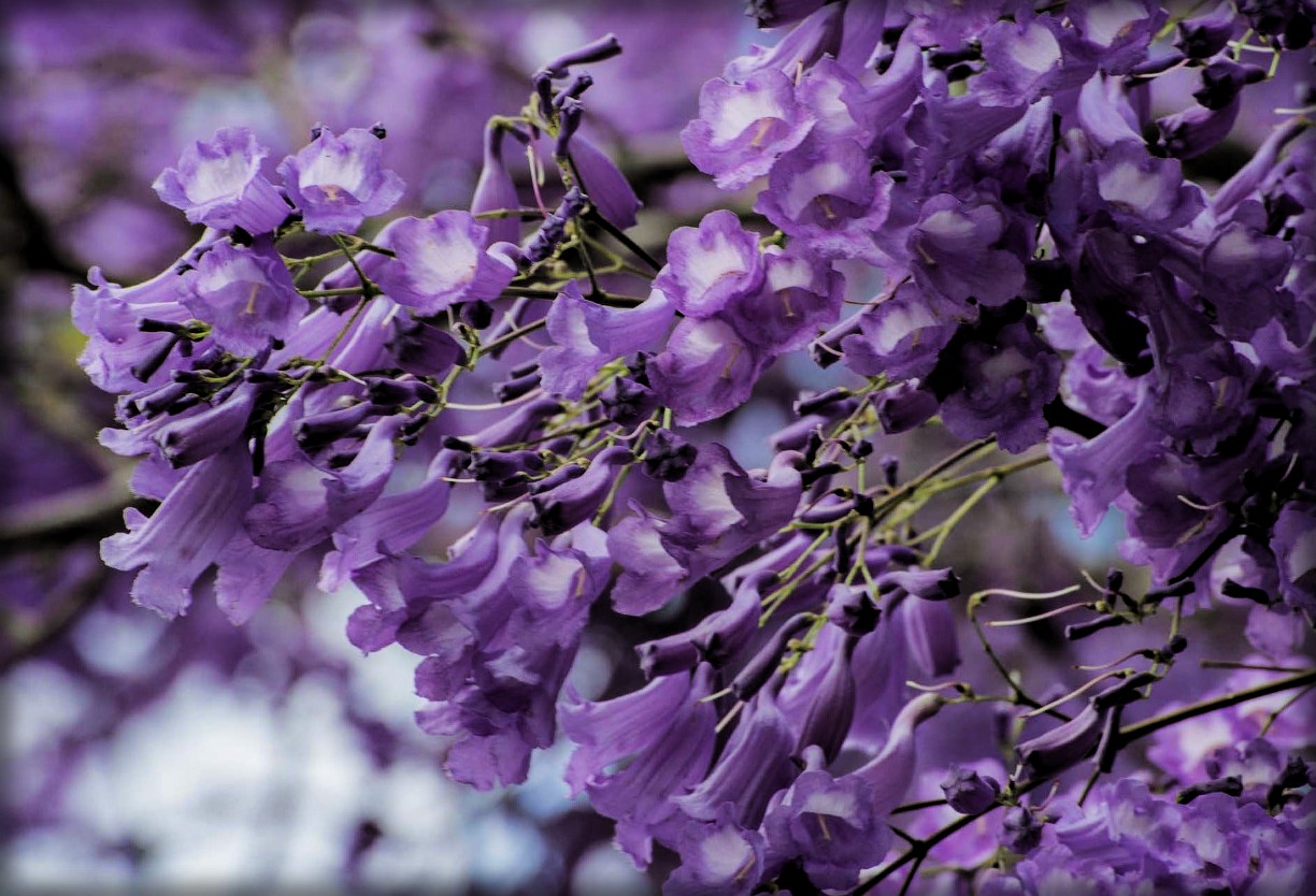 Jacarandas Journeyed Across Continents - Racing Nellie Bly